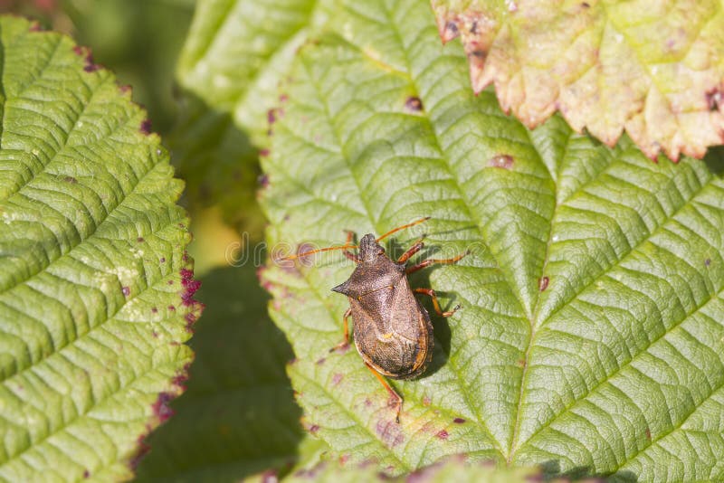 Shield bug stock image. Image of beetle, soft, insect - 33966647