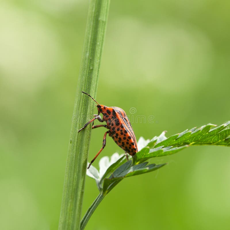 Shield Bug Profile Stock Photos - Free & Royalty-Free Stock Photos from ...
