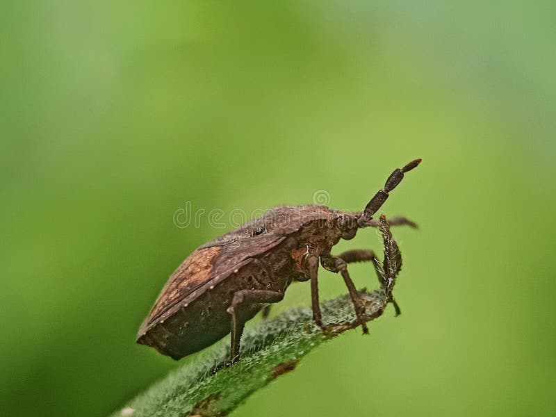 A Shield Bug Rests on a Leaf, Showcasing Its Armored Exoskeleton and ...