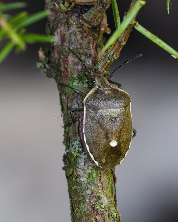 Shield Bug Siting on Twig in Forest Stock Photo - Image of detail ...