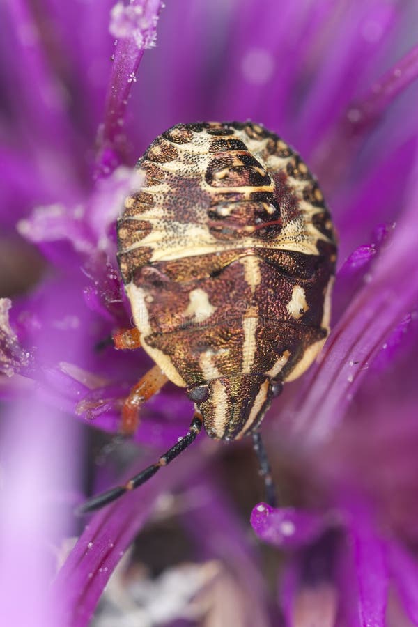 Shield Bug Sitting on Thistle Stock Photo - Image of macro, environment ...