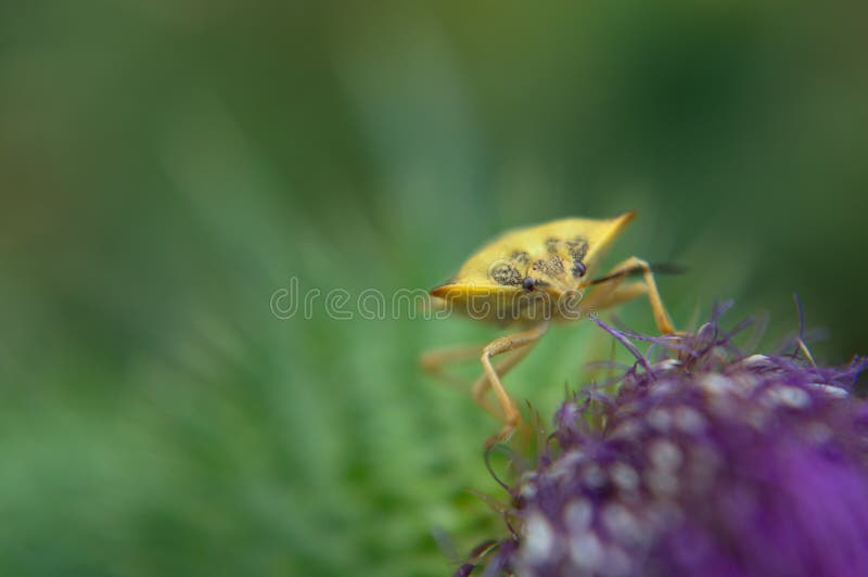 Shield Bug on Spear Thistle Flower Stock Image - Image of blossom ...