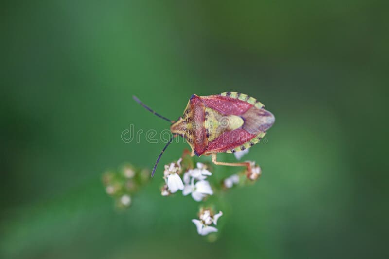 Shield Bug of the Species Carpocoris Pudicus Stock Image - Image of ...