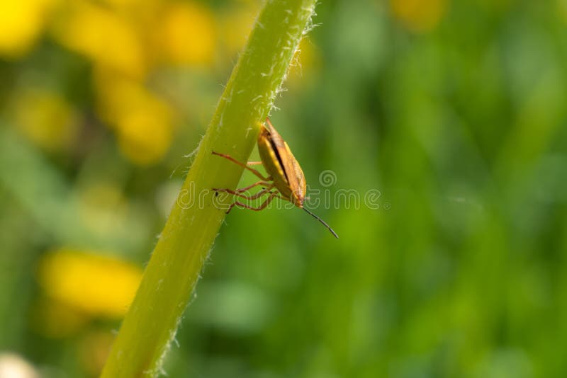 Shield Bug on Spring Dandelion`s Stem Stock Photo - Image of green ...