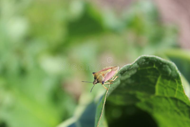 A Shield Bug or Stink Bug on a Grass Plant in a Meadow. Stock Image ...