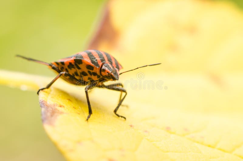 Shield Bug or Stink Bug Insect Macro Stock Image - Image of insect ...