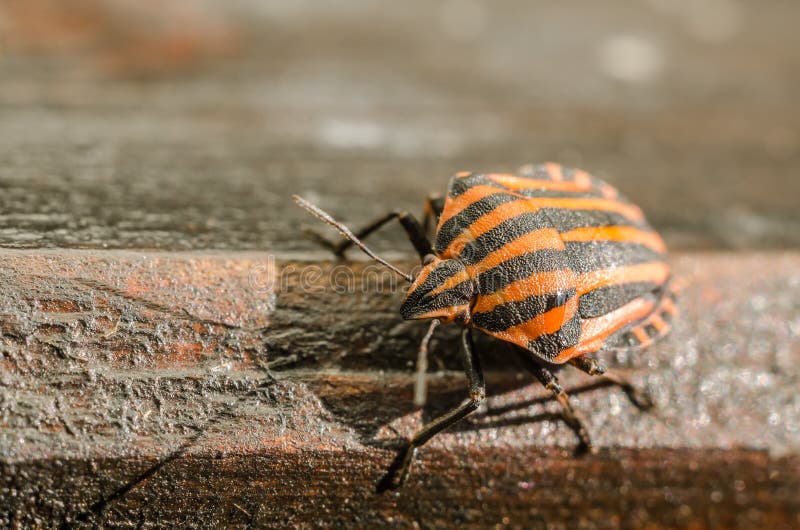 Shield Bug or Stink Bug Insect Macro Stock Photo - Image of outdoor ...
