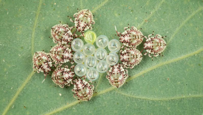 Shield Bug, Troilus Luridus Stock Photo - Image of invertebrate ...