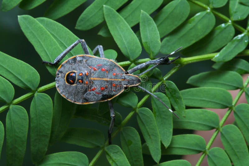 Shield Bug in Thailand and Southeast Asia. Stock Image - Image of leaf ...
