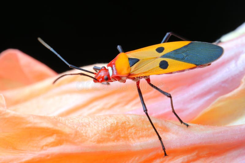 Chust Photos - Free & Royalty-Free Stock Photos from Dreamstime