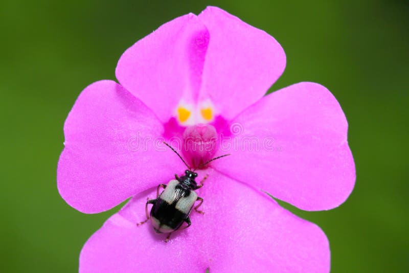 Shield Bug in Thailand and Southeast Asia. Stock Image - Image of leaf ...