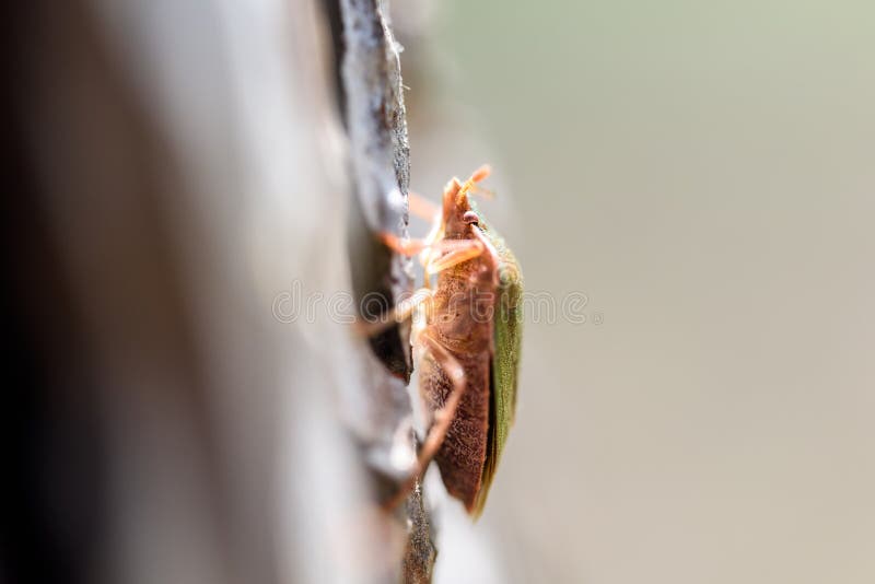Shield Bug on a Tree stock photo. Image of leaf, entomology - 71710558