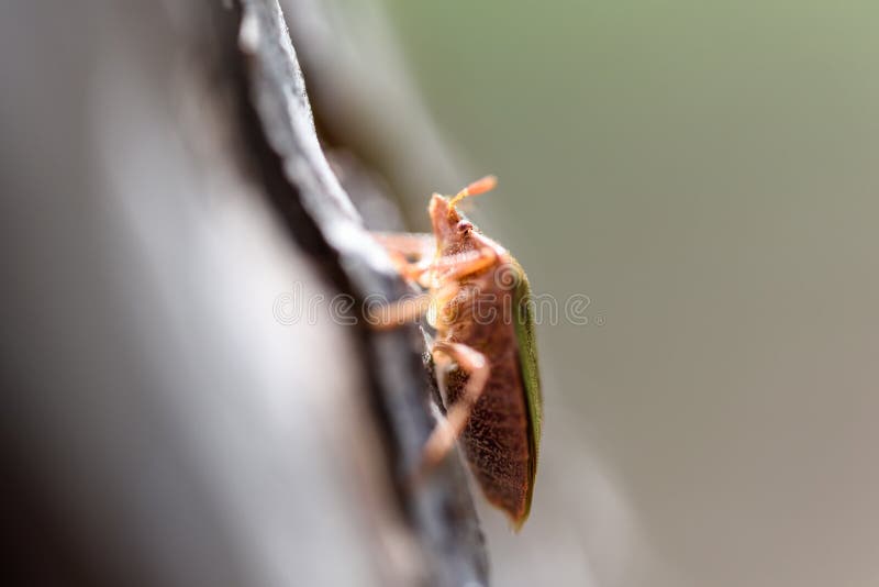 Shield Bug on a Tree stock photo. Image of details, macro - 71710582