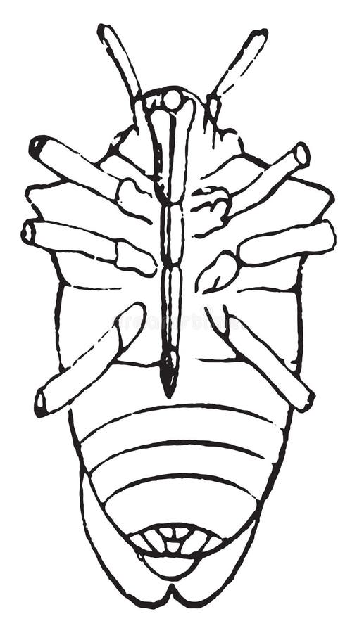 Ten Legged Fleas Drawing