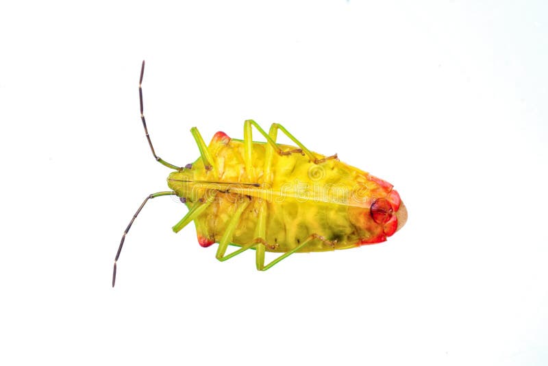 Shield Bug on a White Background Stock Image - Image of invertebrate ...