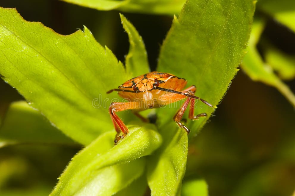 Shield Bugs, Also Known As Stink Bugs. Stock Image - Image of ...