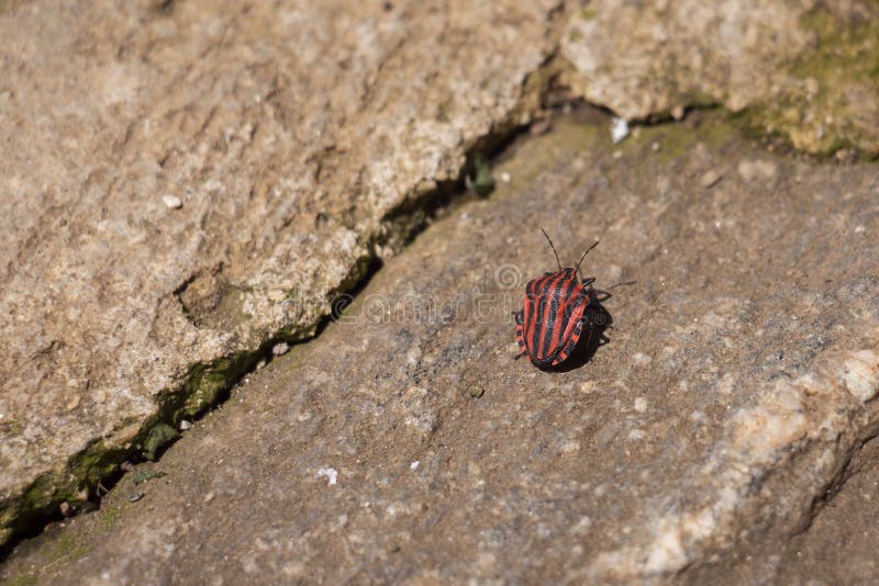 Shield red bug stock image. Image of animal, insect - 114686579