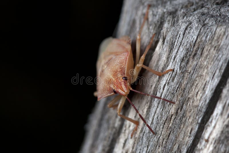 Shield stink bug stock photo. Image of color, organism - 35721602