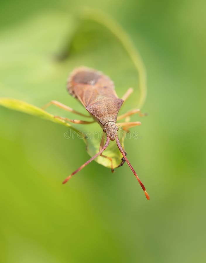 Shield bug/stink bug nymph stock photo. Image of foliage - 9975990