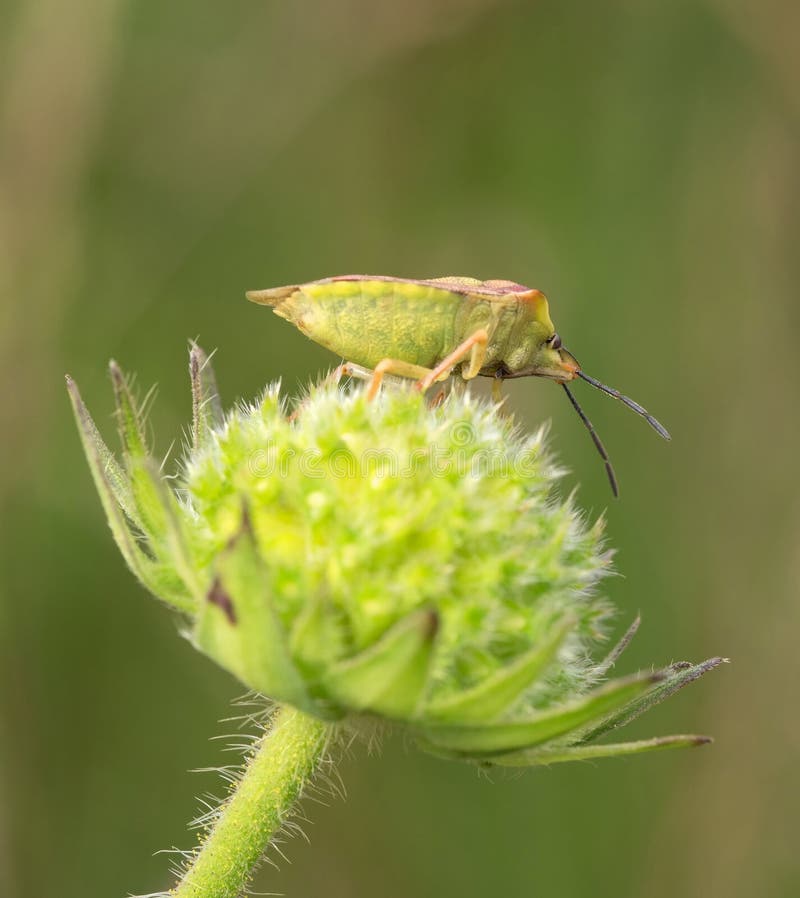 Shield stink bug stock photo. Image of flower, shield - 41419968