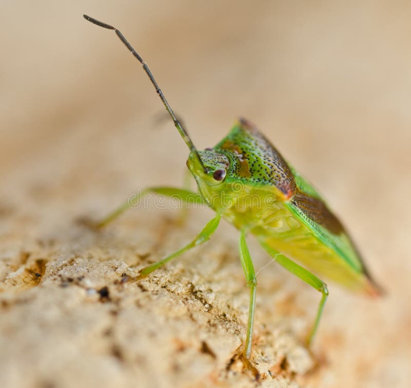 Shieldbug stock photo. Image of wildlife, macro, insect - 21465240