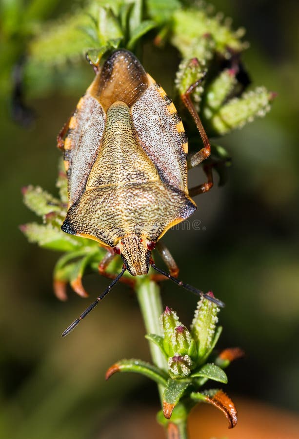 Shieldbug stock image. Image of garden, color, pentatomidae - 28466967
