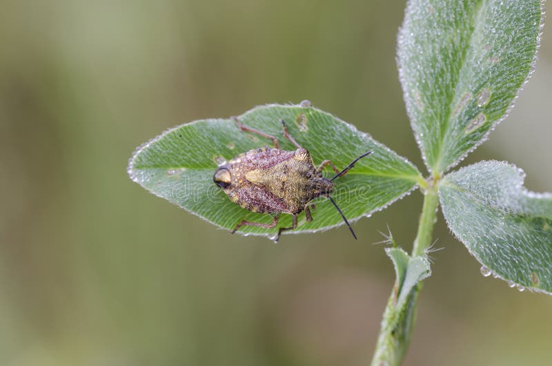 Purpureipennis Insect Stock Photos - Free & Royalty-Free Stock Photos ...