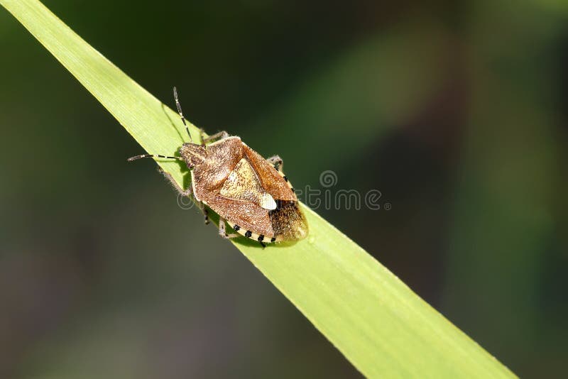 Shieldbug stock image. Image of grass, wild, picus, animals - 43498613
