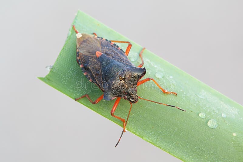 Shieldbug De Patas Rojas, Rufipes De Pentatoma Imagen de archivo ...