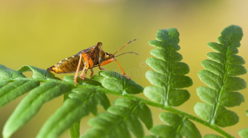 Shieldbug on fern leaf stock photo. Image of pentatomidae - 161148290