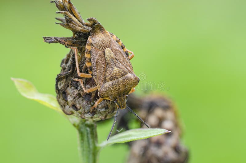 Shieldbug on Grass in Field Stock Photo - Image of close, body: 125140506