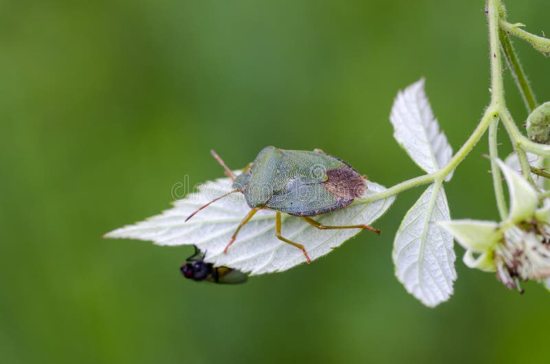Raspberry stock photo. Image of raspberry, vitamins, natural - 34224696