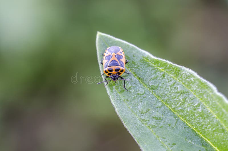 Scarlet Shieldbug Eurydema Dominulus Stock Photo - Image of white ...
