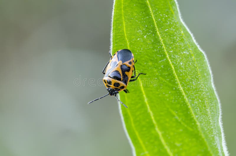 Scarlet Shieldbug Eurydema Dominulus Stock Photo - Image of white ...