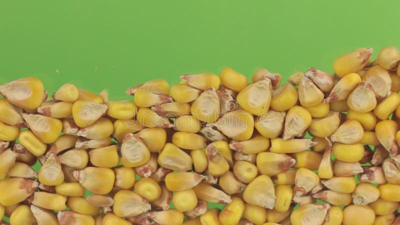 Shift the Corn Grains Opening the Green Screen. Stock Video - Video of ...