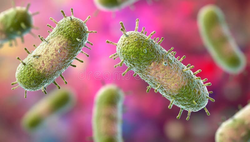 The Shigella Bacteria Cell is a Common Cause of the Infectious Disease ...