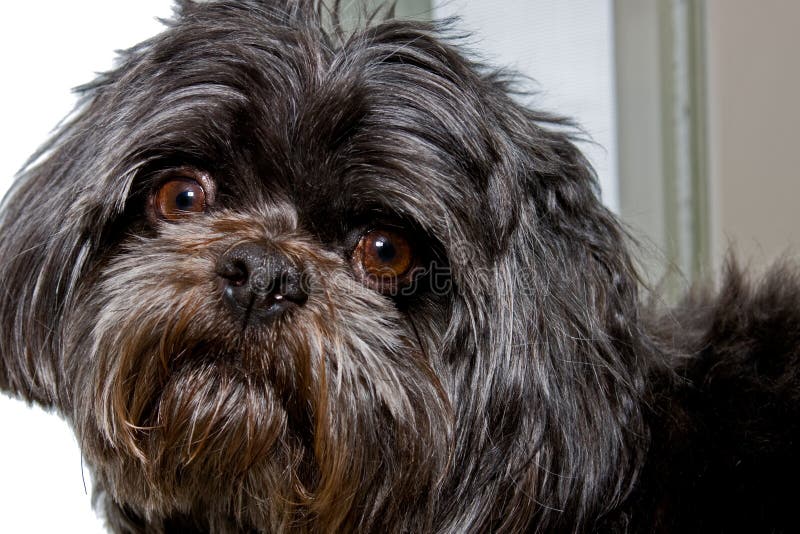 Shih Tzu noir photo stock. Image du gris, grand, canin - 4510350