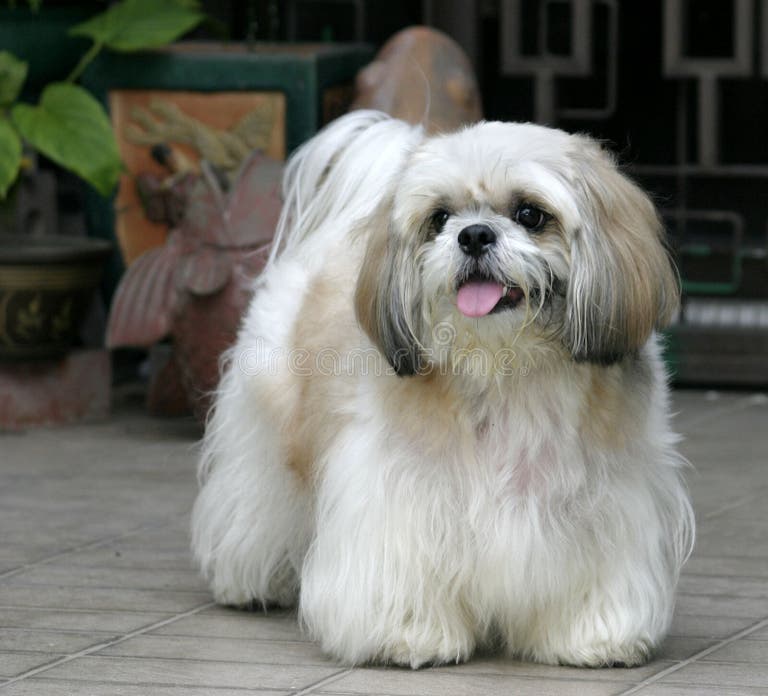 Shih Tsu stock image. Image of small, show, puppy, curious - 286483