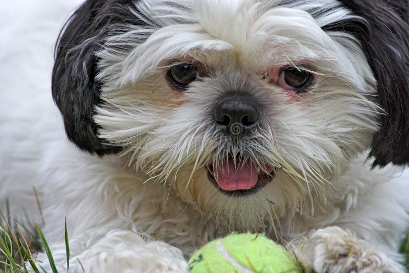 Shih Tsu and Ball stock photo. Image of furry, cute, balls - 547826