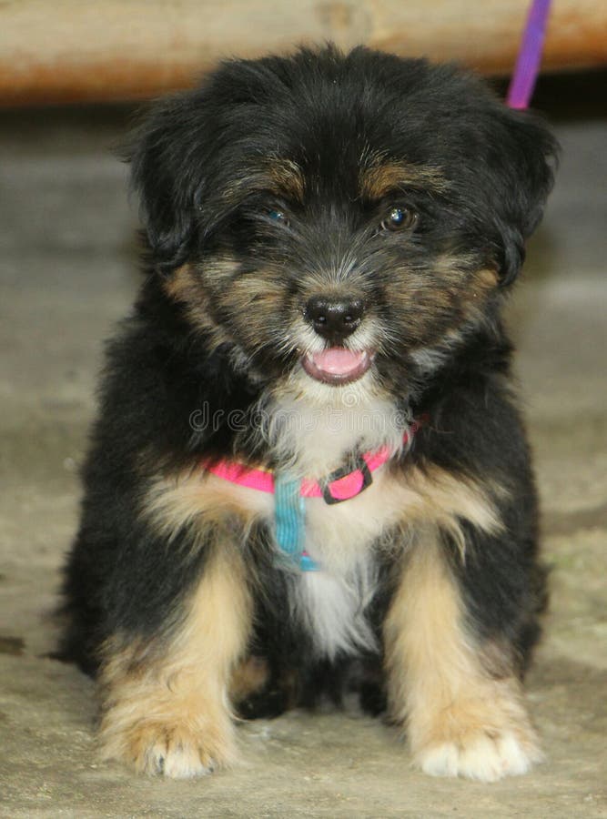 Shih tsu dog stock photo. Image of apple, shih, cute - 123316094