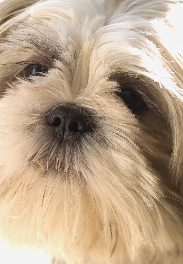 Shih-tsu lapso portrait stock photo. Image of portrait - 13723862
