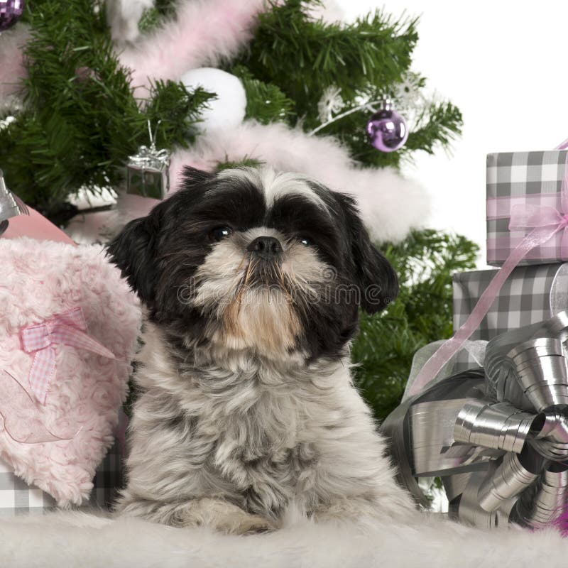Shih Tzu Se Couchant Et Recherchant Image stock - Image du horizontal ...