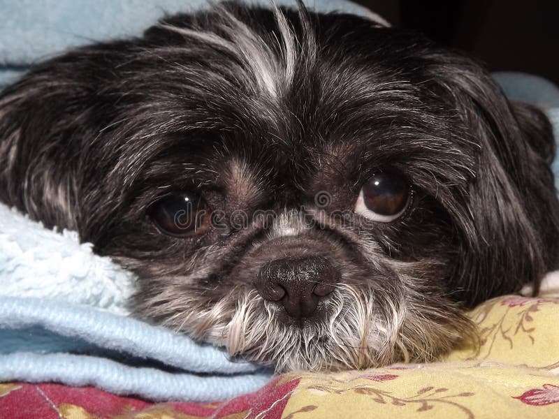 6 Vieux Ans Gris De Tzu De Shih Image stock - Image du indoors ...