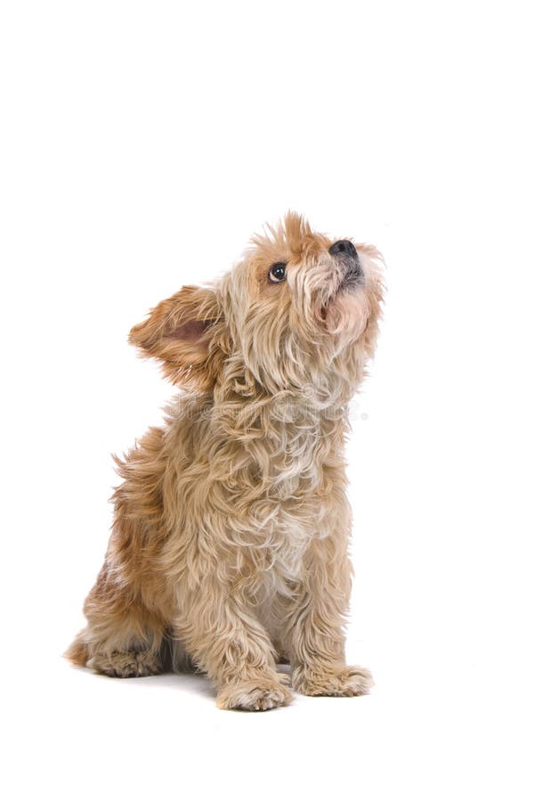 Shih Tzu dog stock image. Image of canidae, shih, funny - 11350089