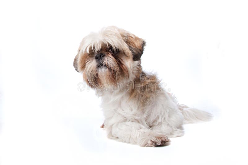Shih tzu dog stock photo. Image of domestic, pedigreed - 16466394