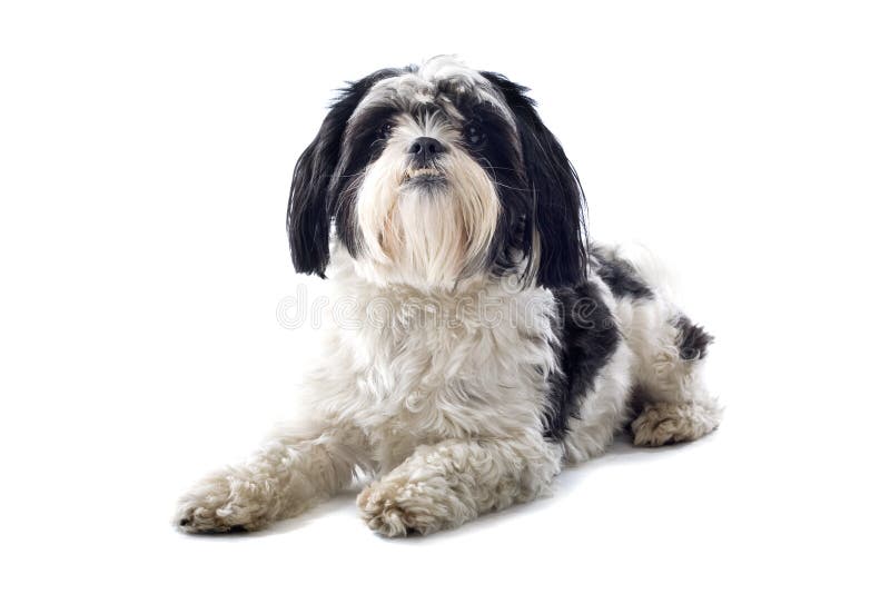 Mixed Breed Large Scruffy Dog Laying Down Stock Image - Image of copy ...