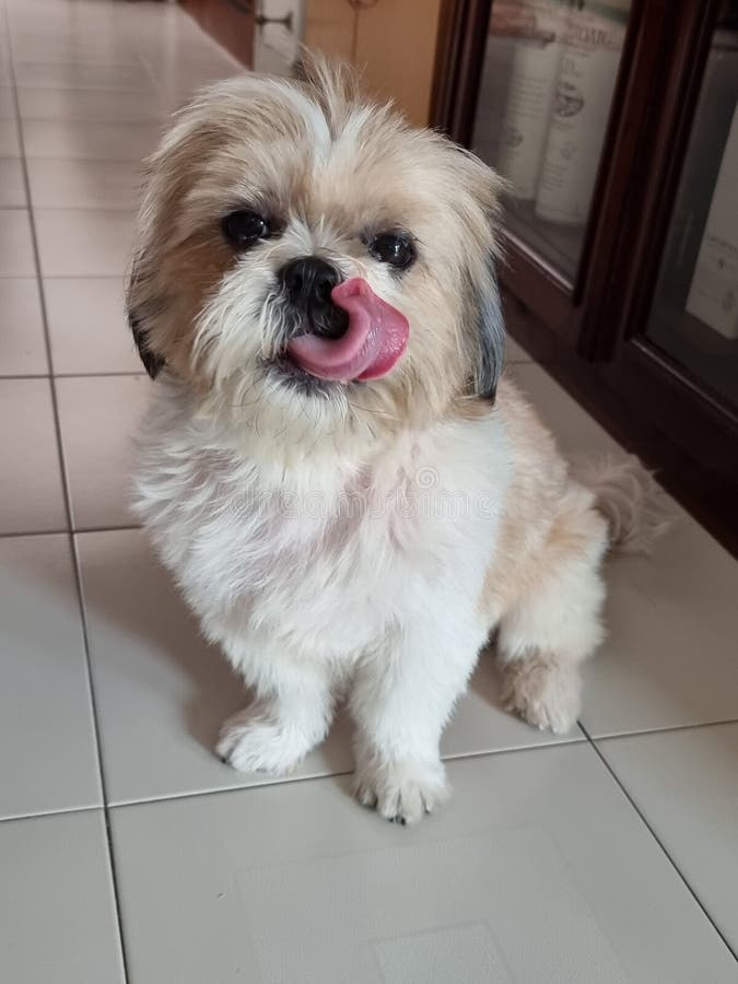 Shih Tzu Dog with Gold and White Fur Stock Image - Image of shih, white ...