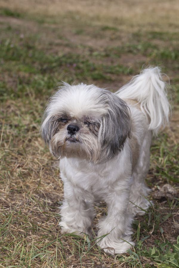 Shih Tzu dog stock image. Image of puppy, fluffy, front - 59176419