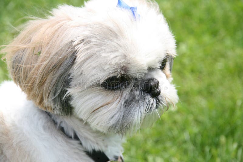 Shih Tzu dog portrait stock photo. Image of shih, purebred - 33248956
