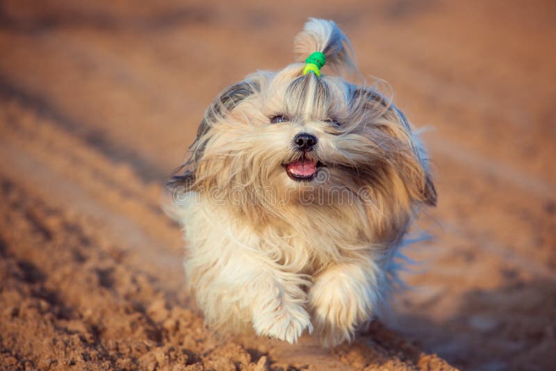 Shih tzu dog running stock photo. Image of grass, outdoors - 27410824